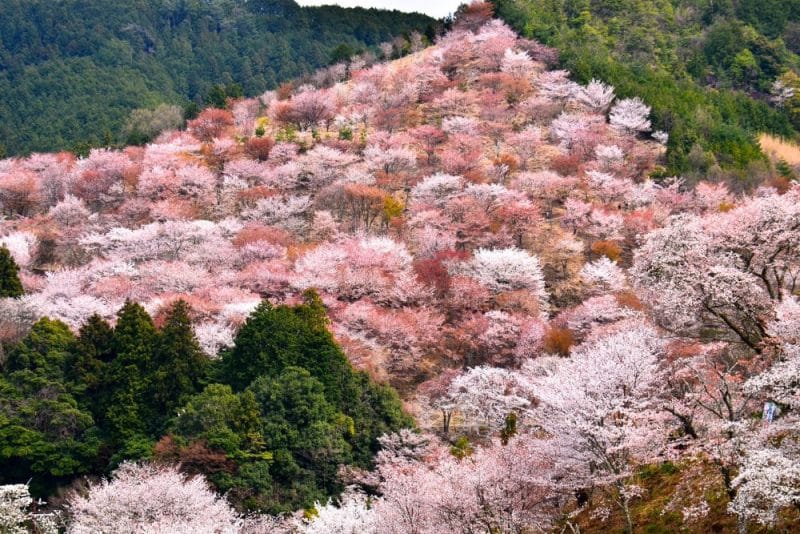Seasonal Places to Visit in Japan: Fall and Winter