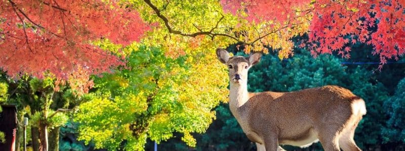 Enchanting Autumn Beauty: Discover Japan's Top 10 Fall Foliage Destinations